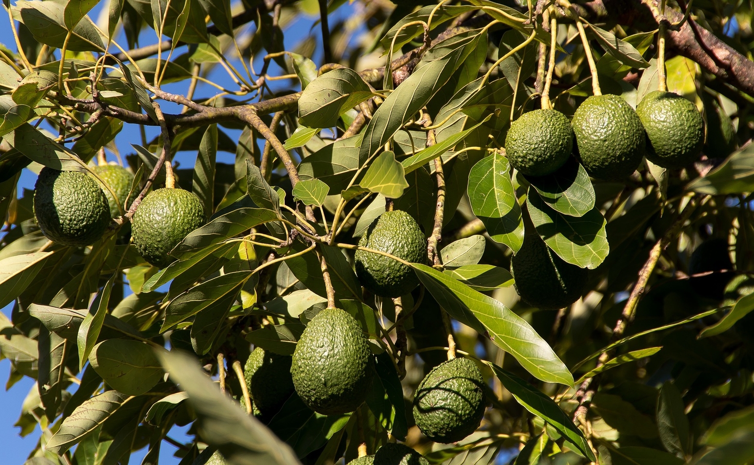 AgriSound and Westfalia Fruit partner to boost avocado production with ...