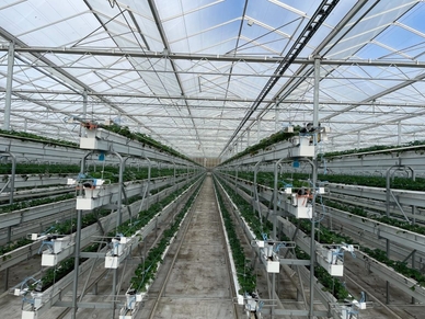 Pollination experts create a buzz in farming with Dyson Farming ...